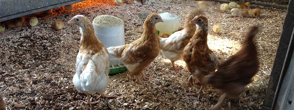 Toms Paddock | Free Range Eggs | Grass Fed Beef | Direct to the Public ...