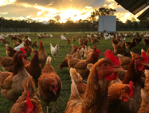 Tomspaddock - Weekly Egg CSAToms Paddock